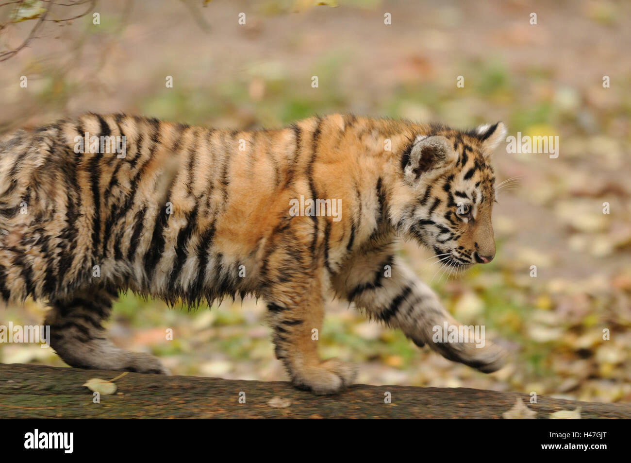 Siberian tiger, Panthera tigris altaica, young animal, side view ...