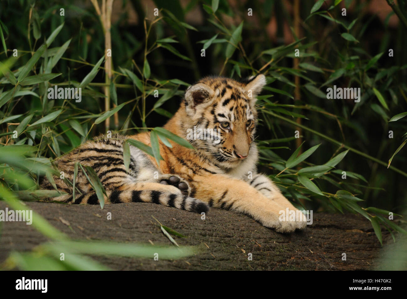 Siberian tiger, Panthera tigris altaica, young animal, side view, lie ...