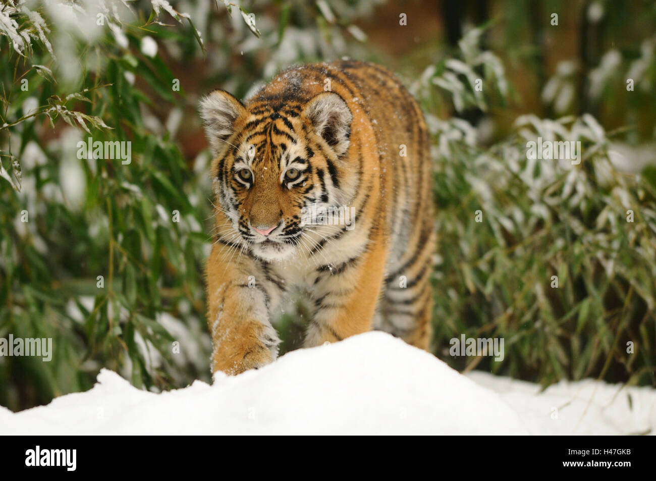 Siberian tiger, Panthera tigris altaica, young animal, front view ...