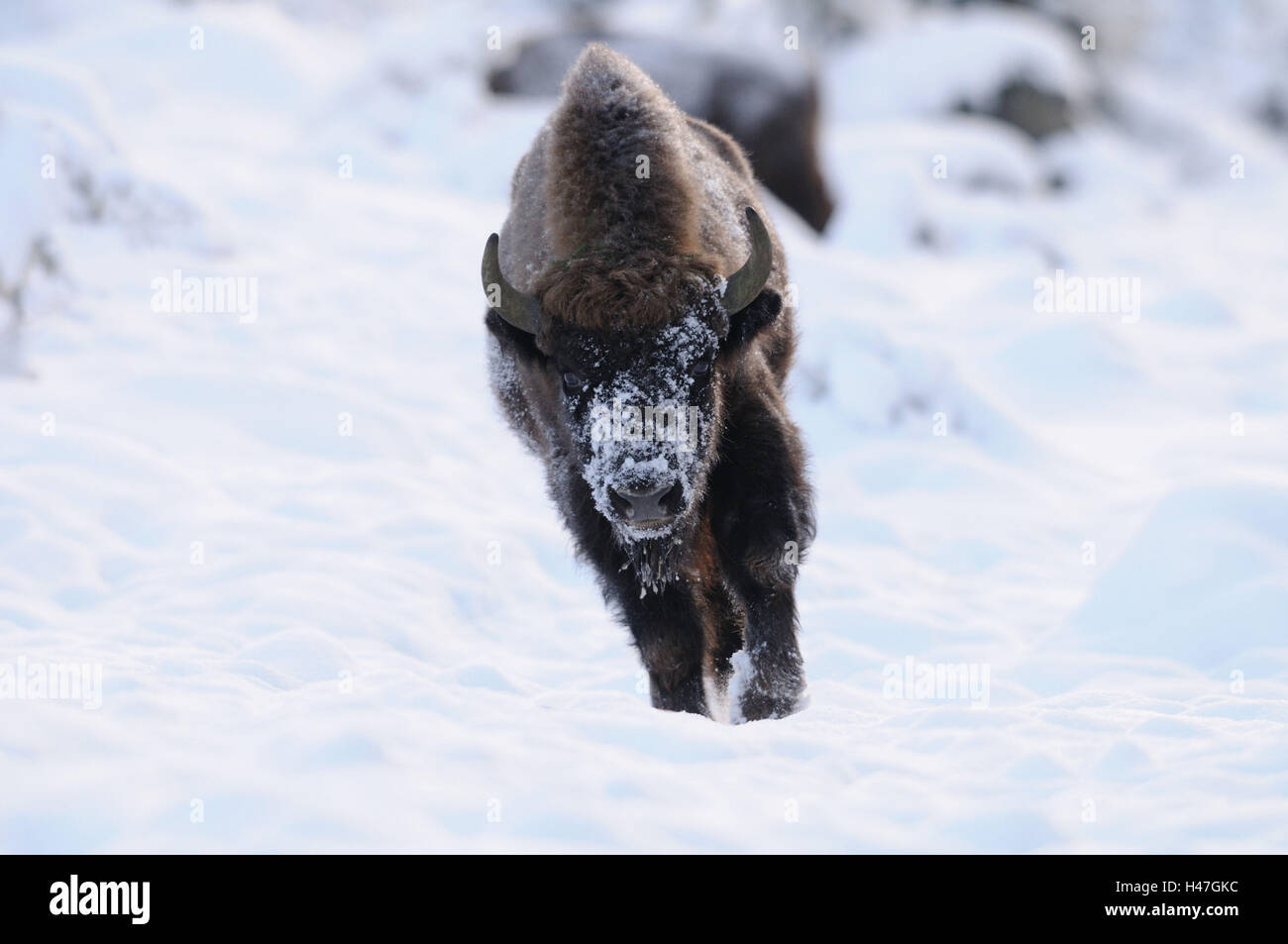 European bison, bison bonasus, winter landscape, front view, walking ...