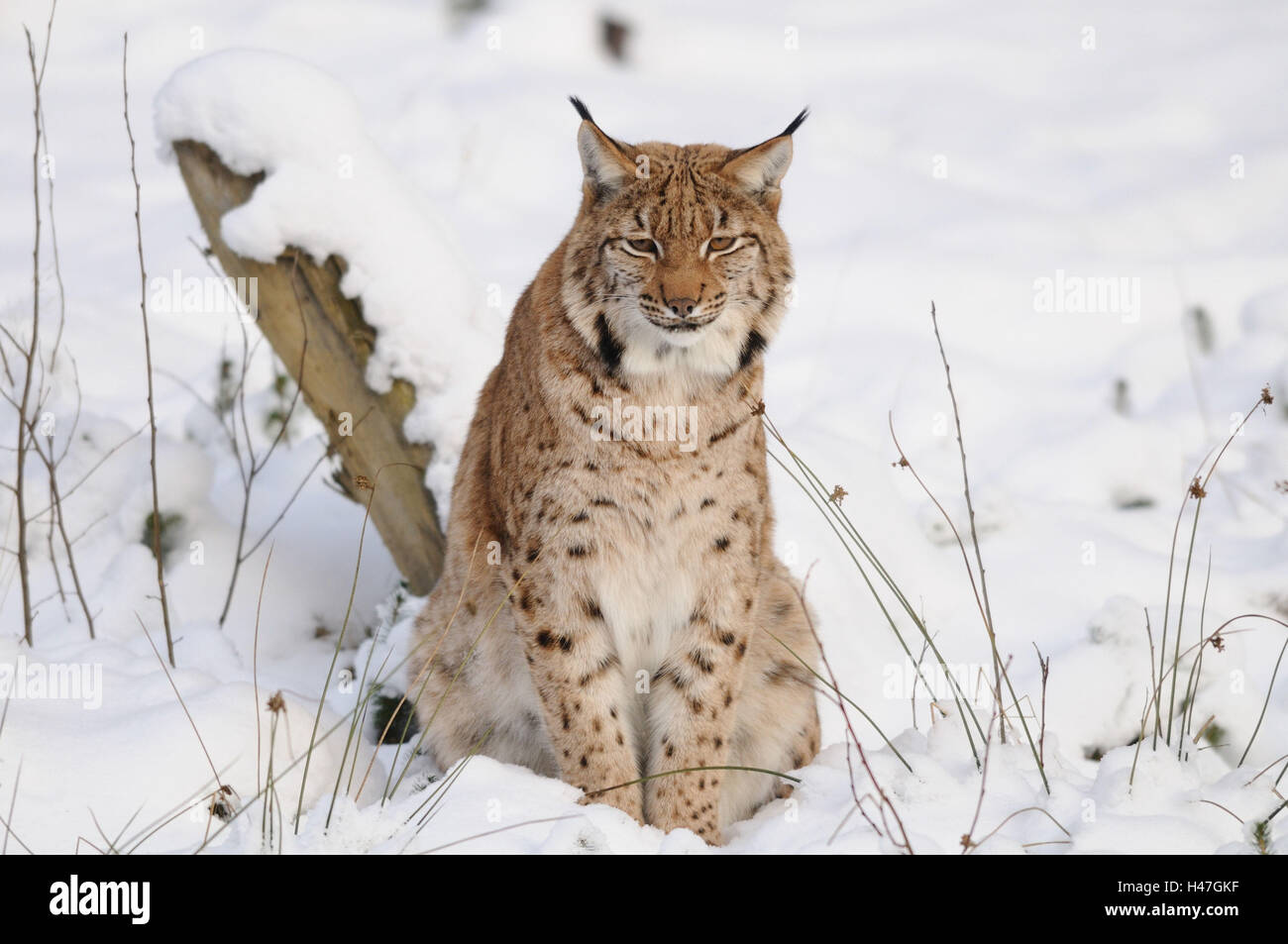 Siberia Carpathian lynx, Lynx lynx carpathicus, snow, front view ...