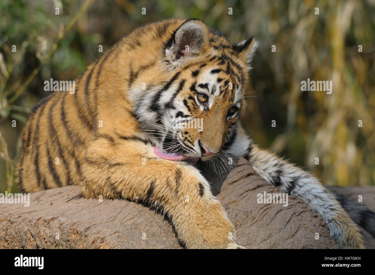 Siberian tiger, Panthera tigris altaica, side view, lying Stock Photo ...