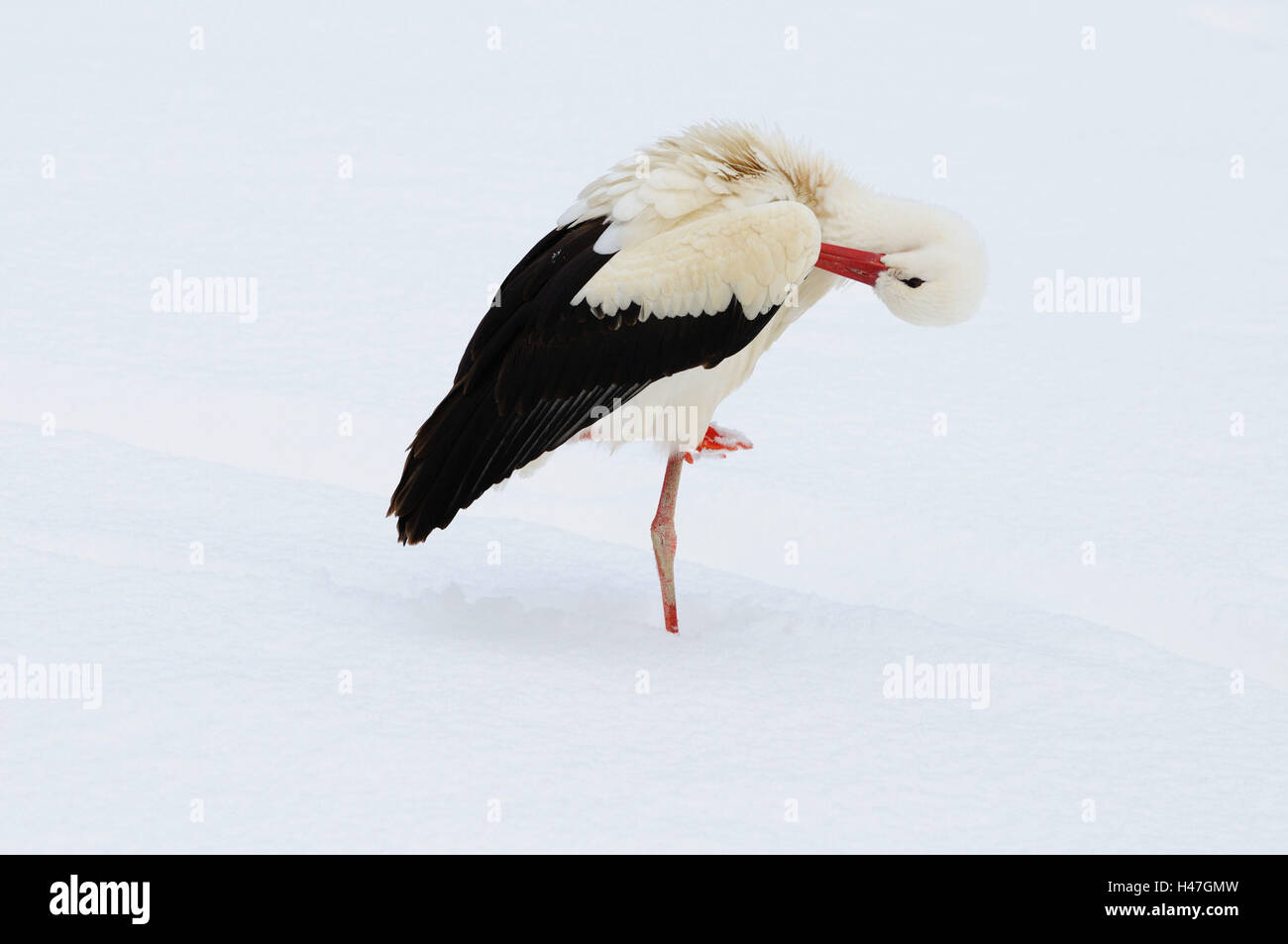 White stork, Ciconia ciconia, snow, side view, standing Stock Photo - Alamy