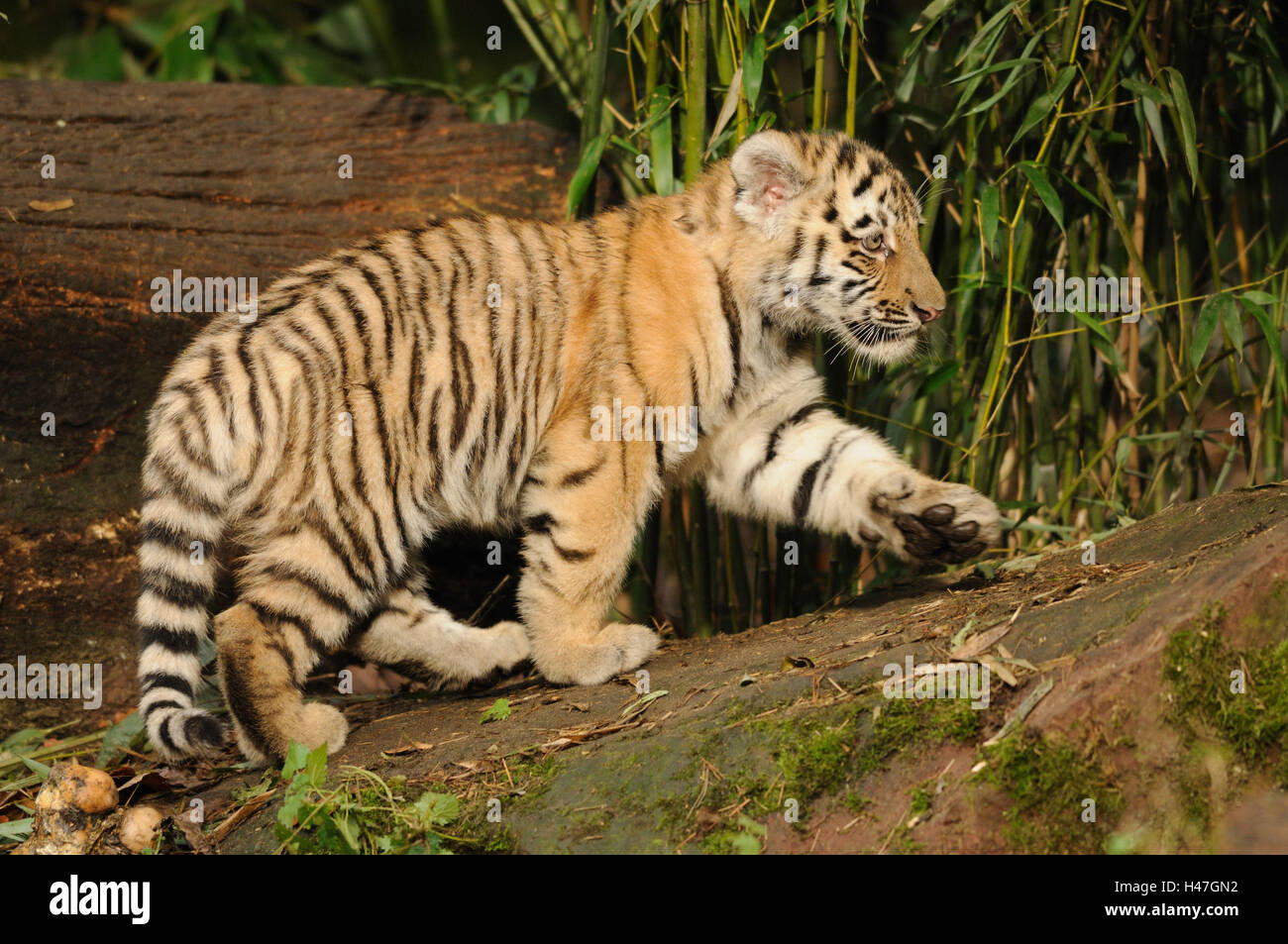 Siberian tiger, Panthera tigris altaica, young animal, side view ...