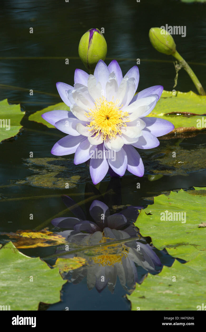 Water lily nymphaeaceae hi-res stock photography and images - Alamy