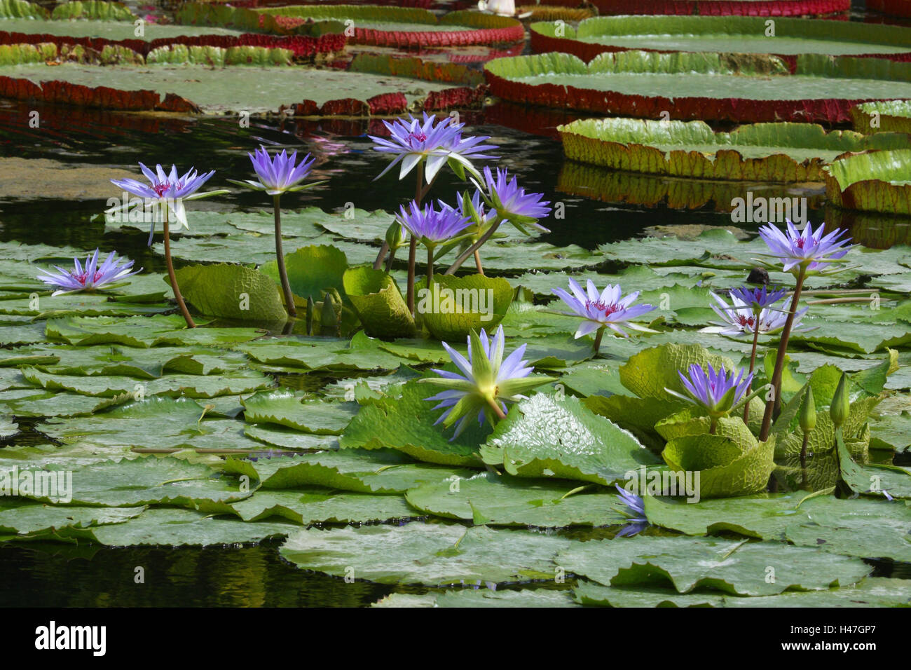 Blue water lilies Stock Photo - Alamy