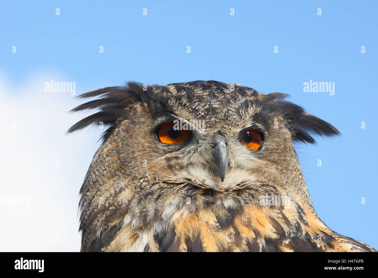 Owl landscape format hi-res stock photography and images - Alamy