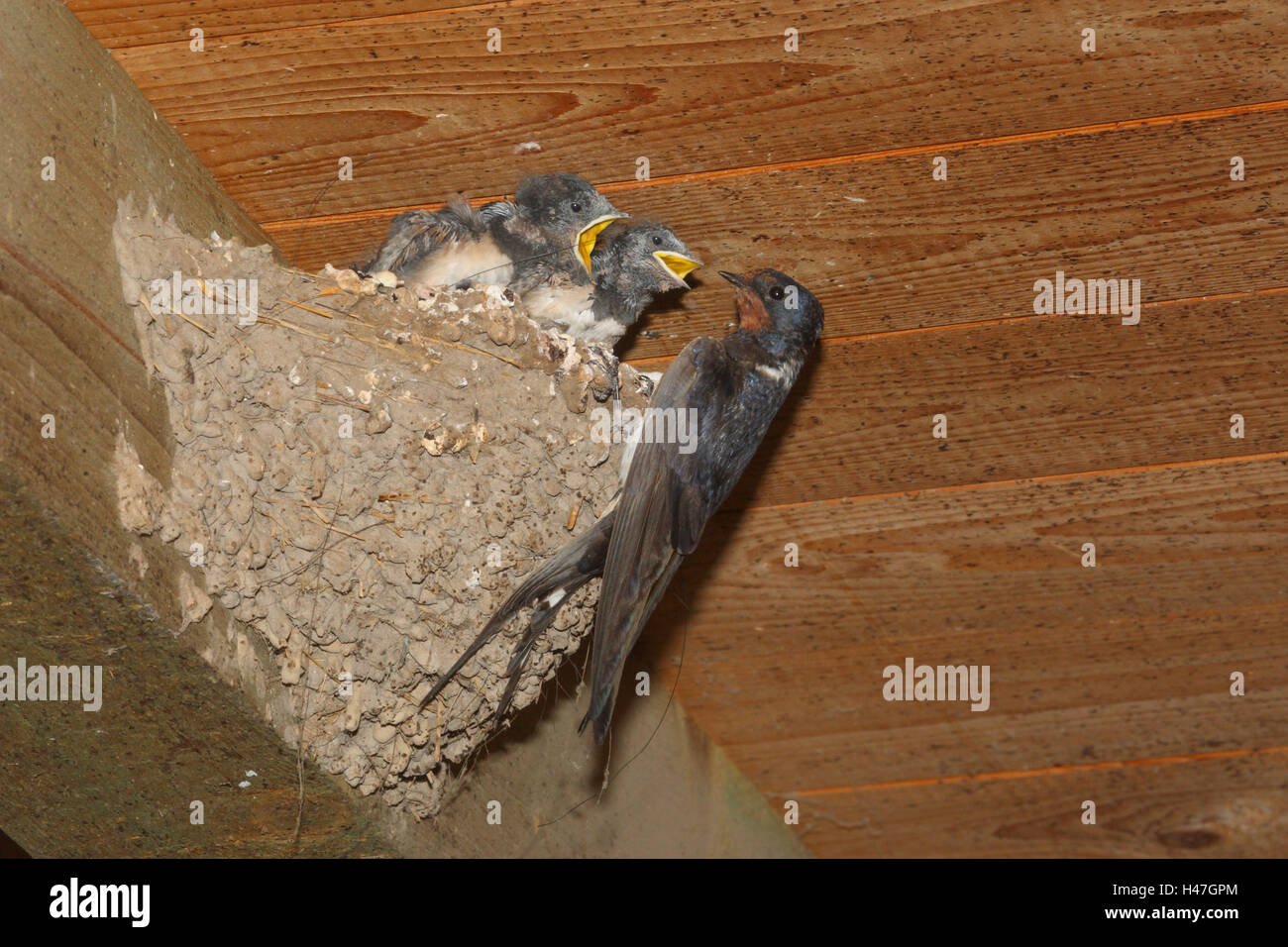 Swallows in the nest Stock Photo - Alamy