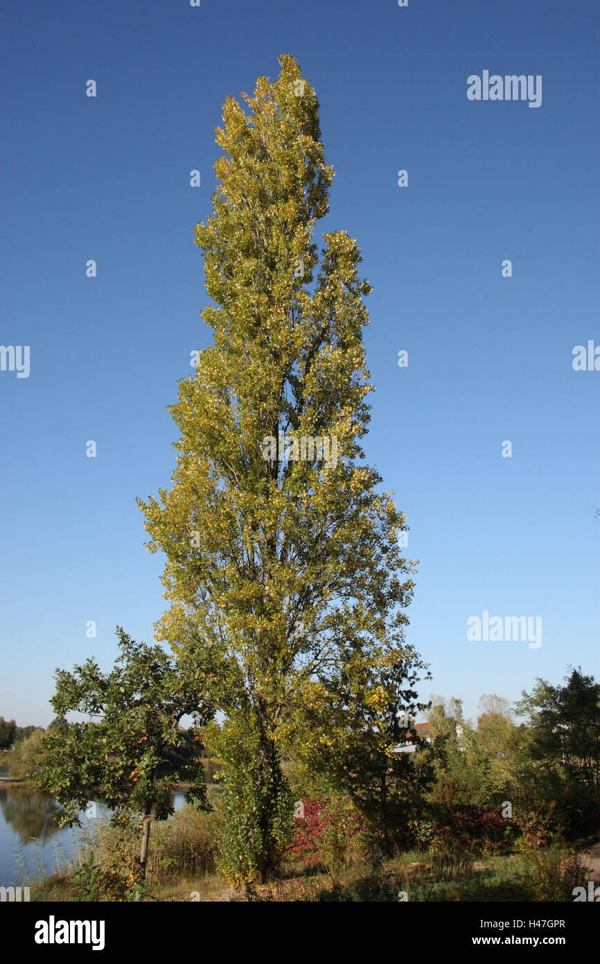 Black poplar hi-res stock photography and images - Alamy