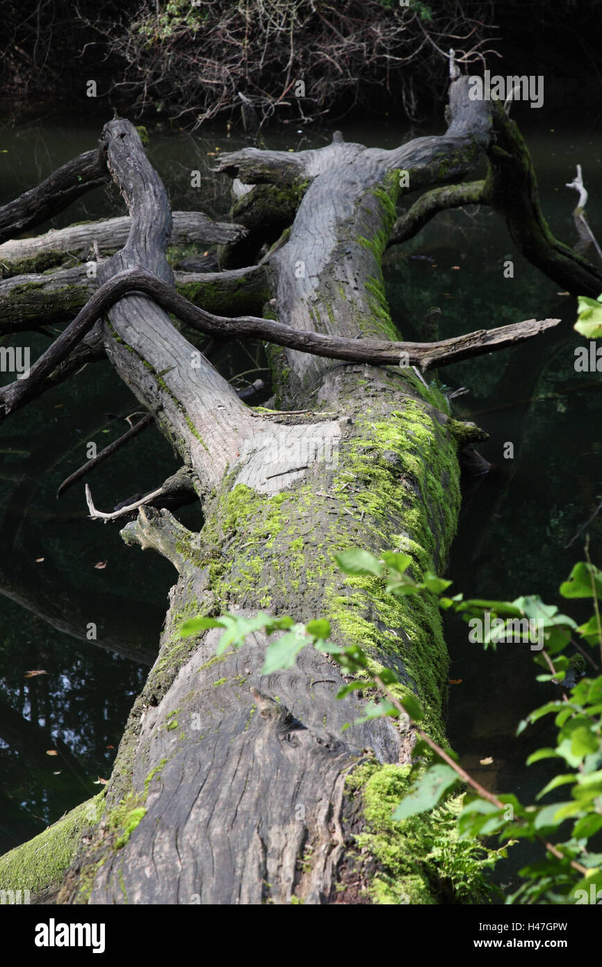 Old tree lies in the water Stock Photo - Alamy