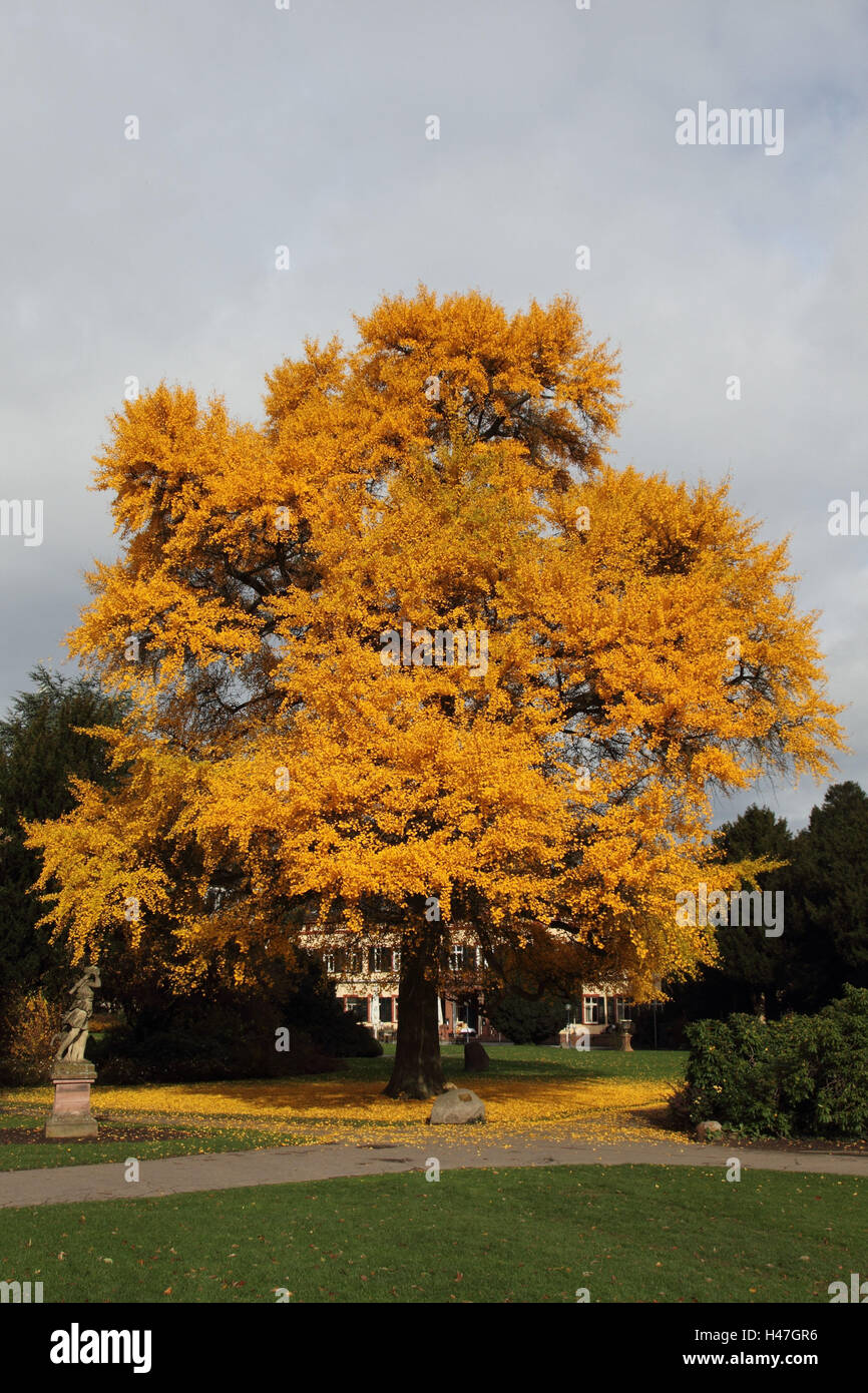 Ginkgo tree hi-res stock photography and images - Alamy