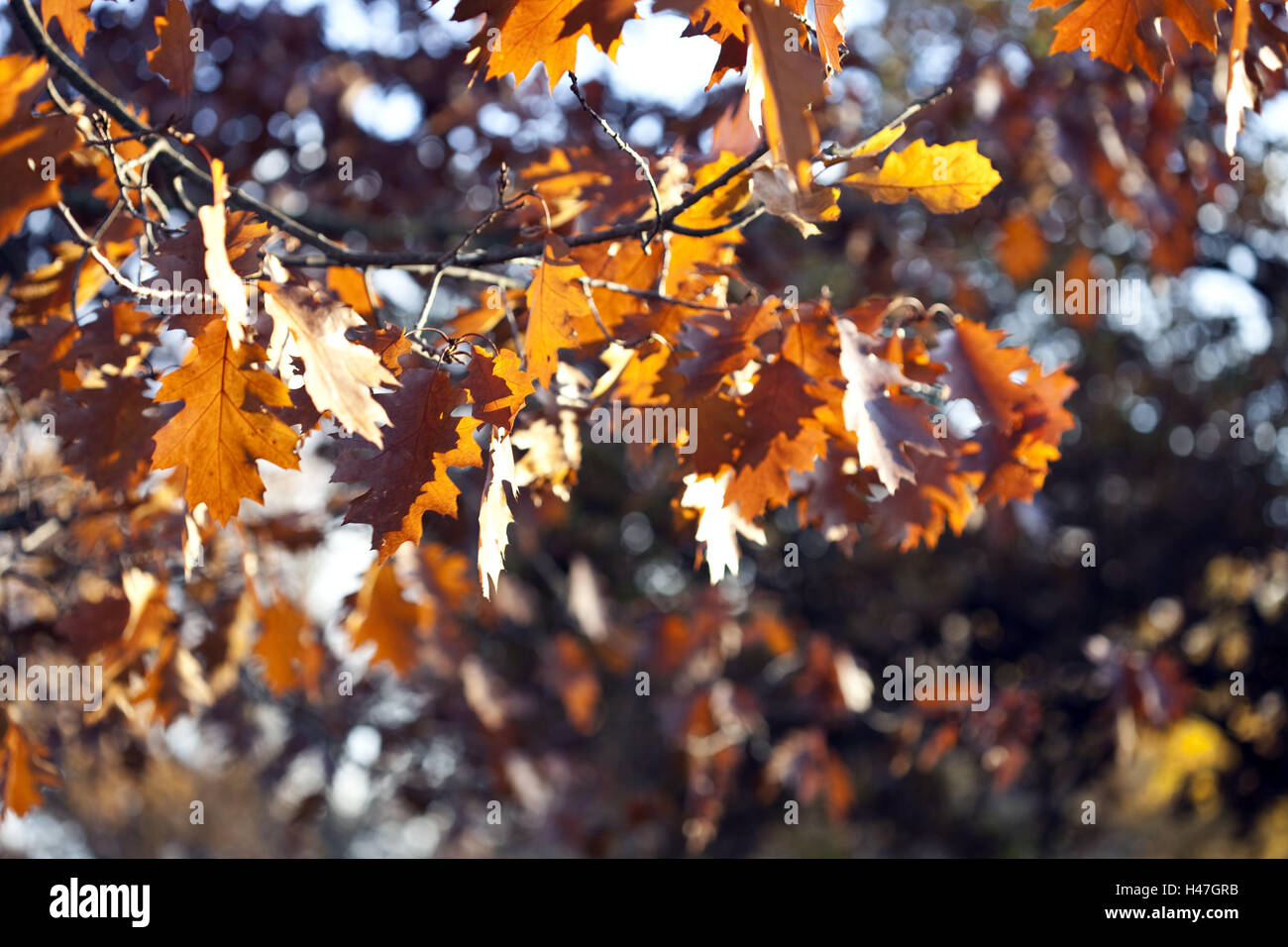Broad-leaved tree, autumn leaves, tree, twigs, foliage, autumn foliage ...