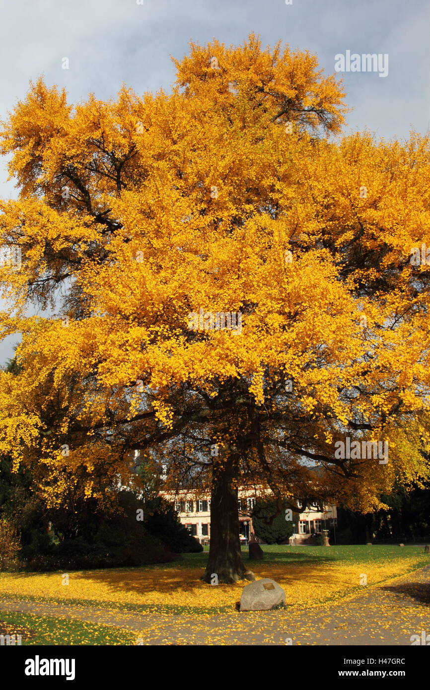 Ginkgo in autumn Stock Photo - Alamy
