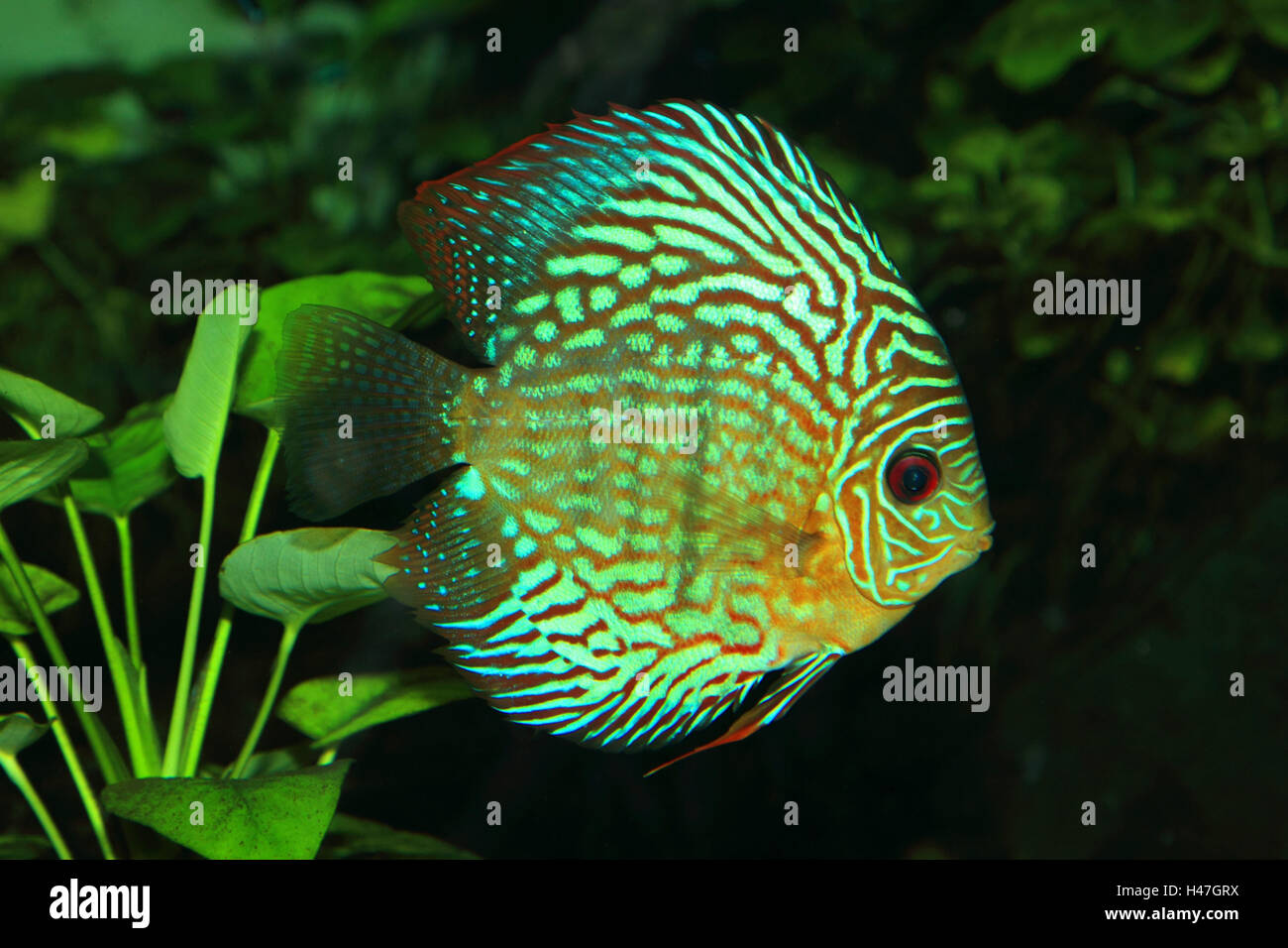 Animal disk hi-res stock photography and images - Alamy