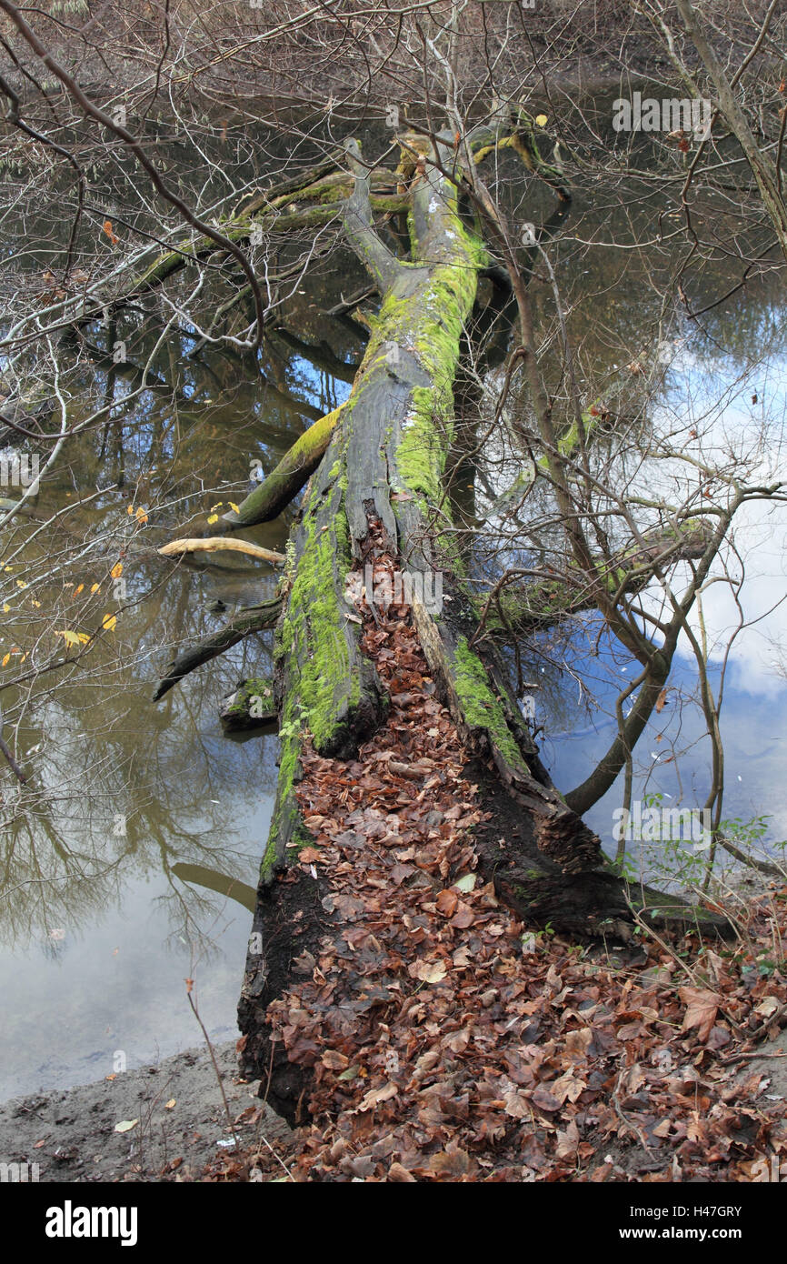 Old tree lies in the water Stock Photo - Alamy