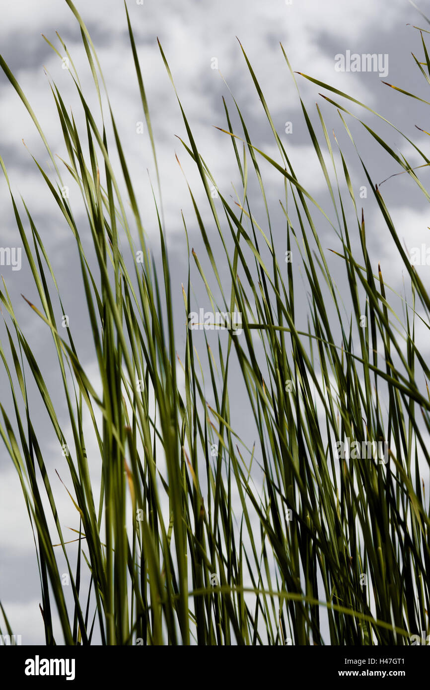Reed grass hi-res stock photography and images - Alamy