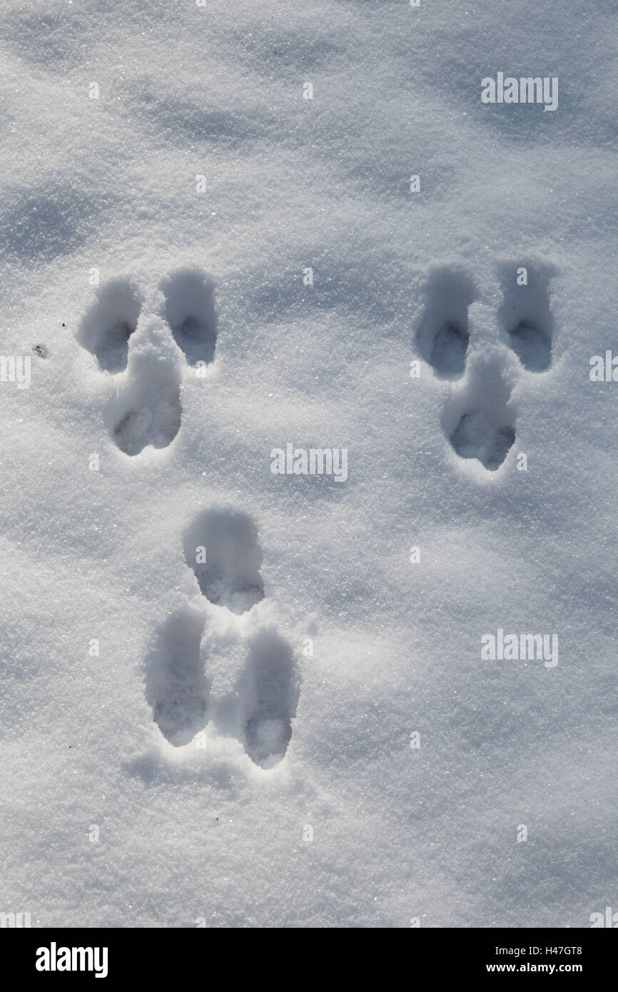 Rabbit track hi-res stock photography and images - Alamy