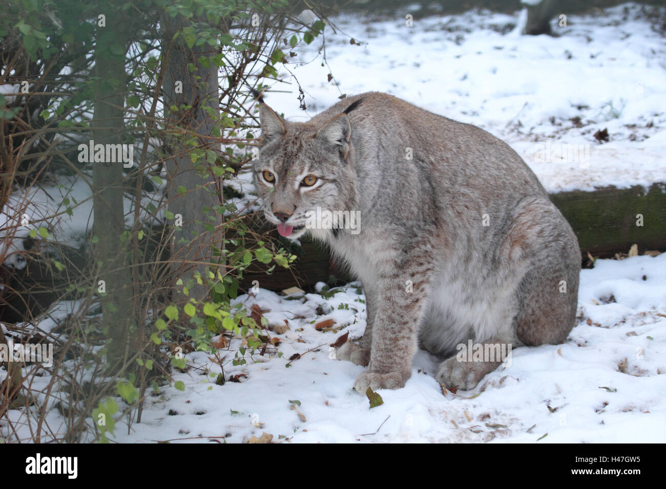 Lynx in winter hi-res stock photography and images - Alamy