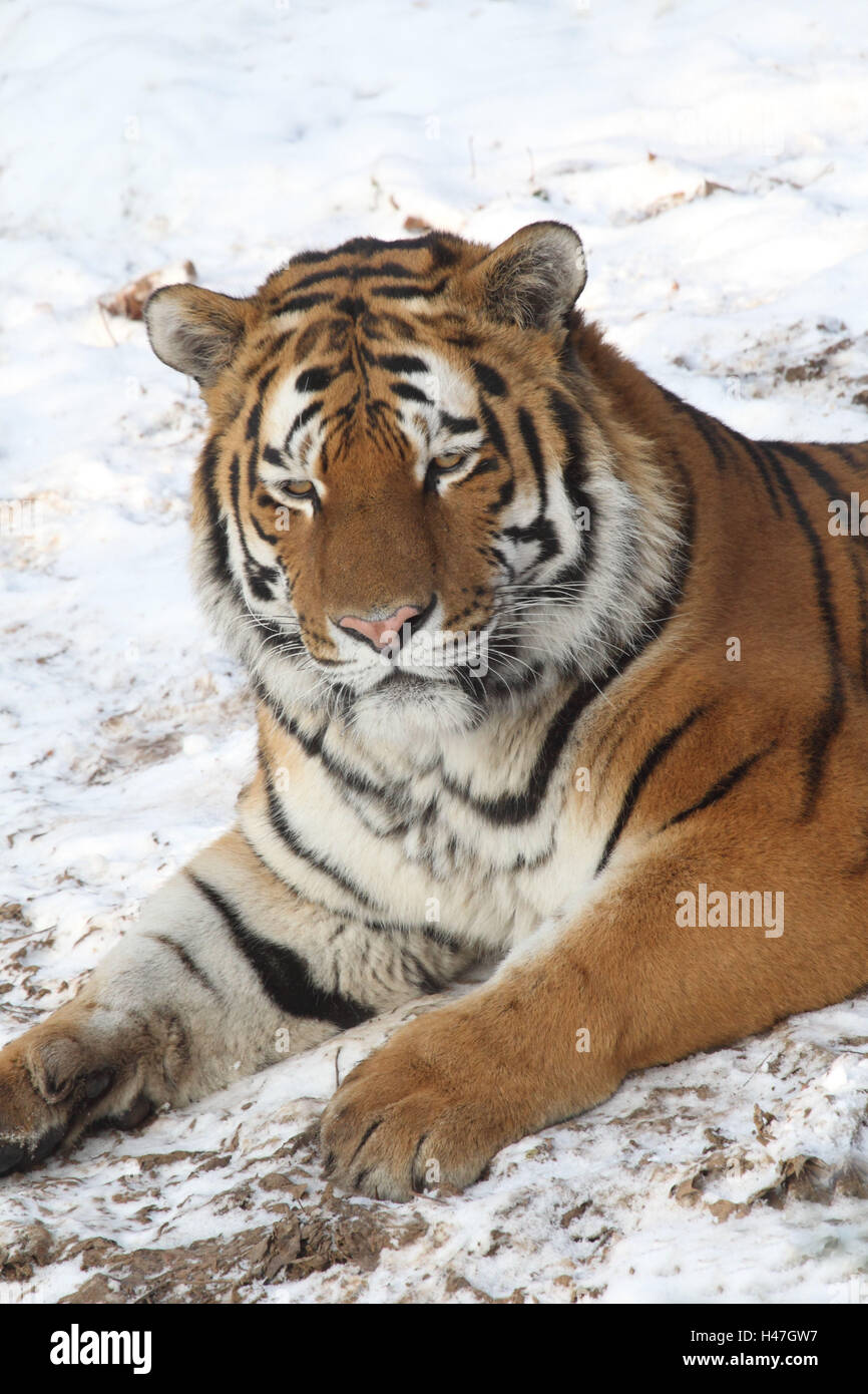Siberian tiger in winter hi-res stock photography and images - Alamy