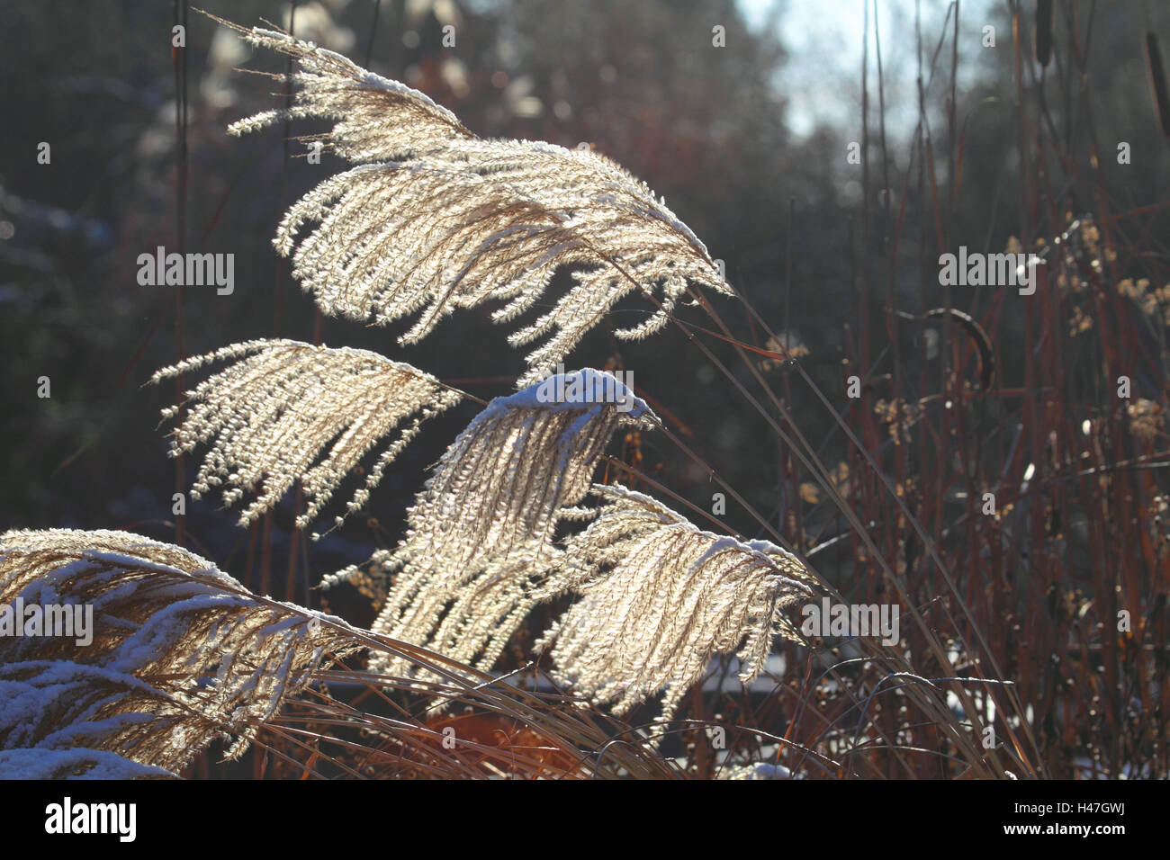 Reed landscape hi-res stock photography and images - Alamy