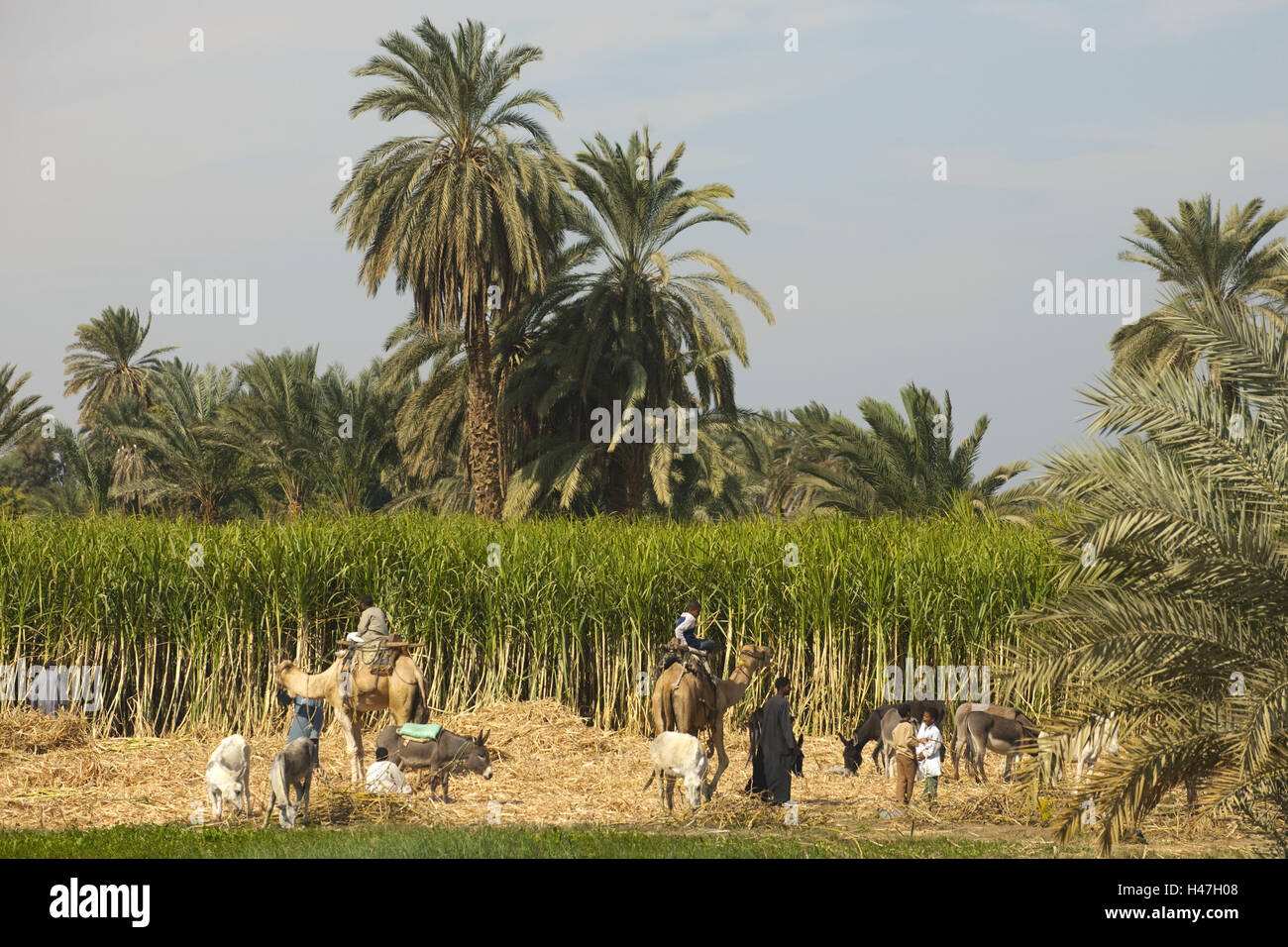 Sugarcane egypt hi-res stock photography and images - Alamy
