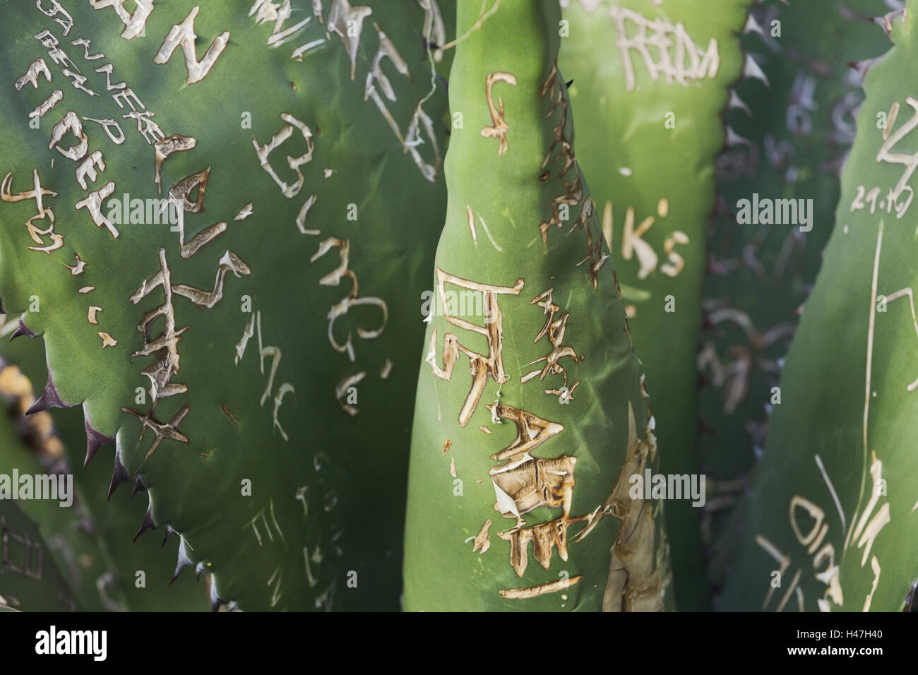 Spain, Majorca, cactus, name engraved Stock Photo - Alamy