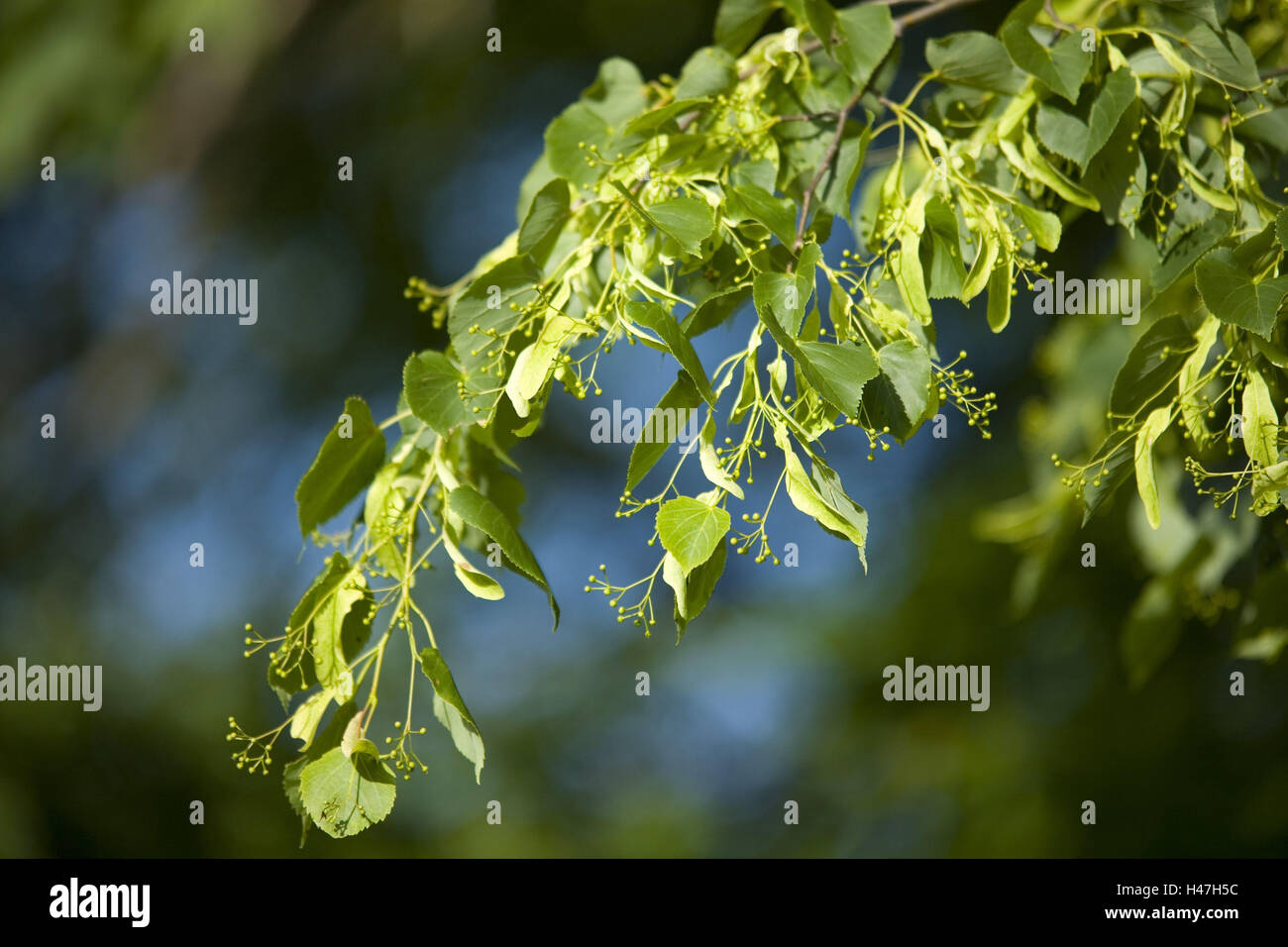 Nature lime tree hi-res stock photography and images - Alamy