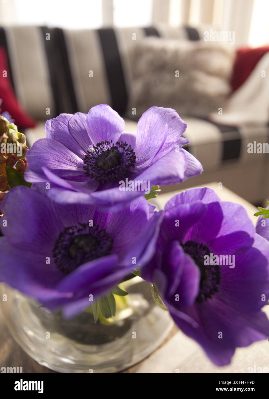 Anemone vase cut flower hi-res stock photography and images - Alamy