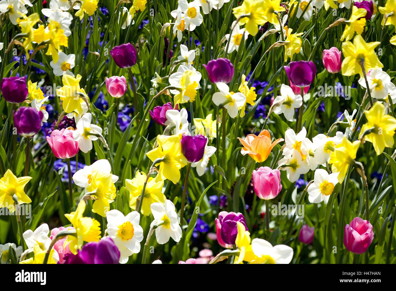 Flowerbed spring flowers flowers hi-res stock photography and images ...