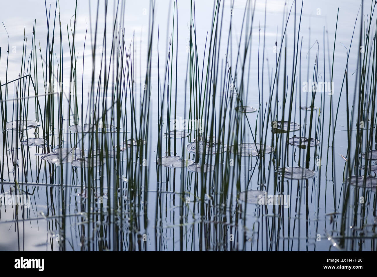 Reed lilies hi-res stock photography and images - Alamy