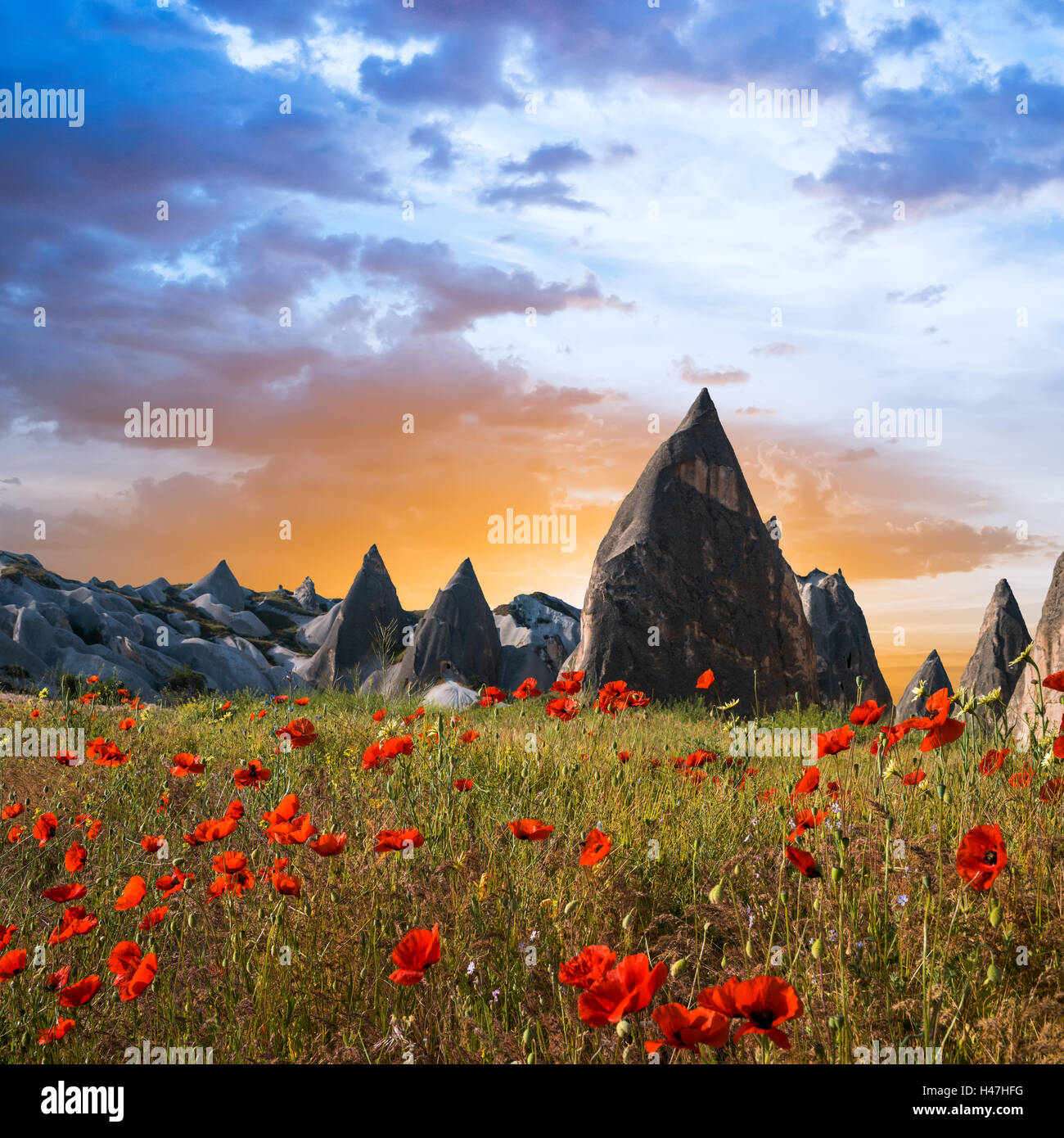 Rock formations and red flowers of Cappadocia in Central Anatolia ...