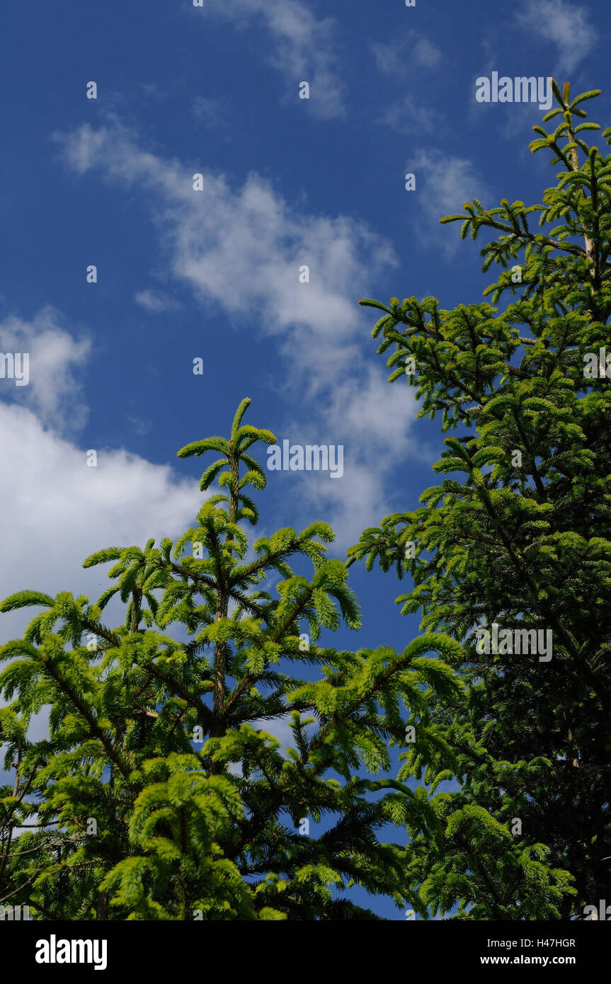 Wood, walk, wood, Austria, Styria, plant, plants, tree, trees Stock ...