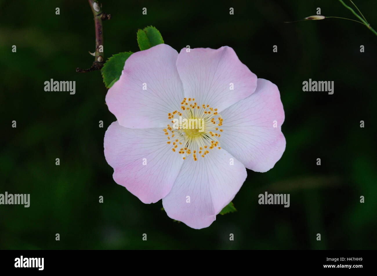 Alpine dog rose hi-res stock photography and images - Alamy