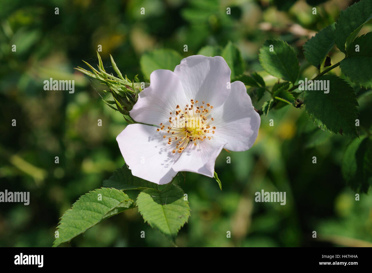 Alpine dog rose hi-res stock photography and images - Alamy