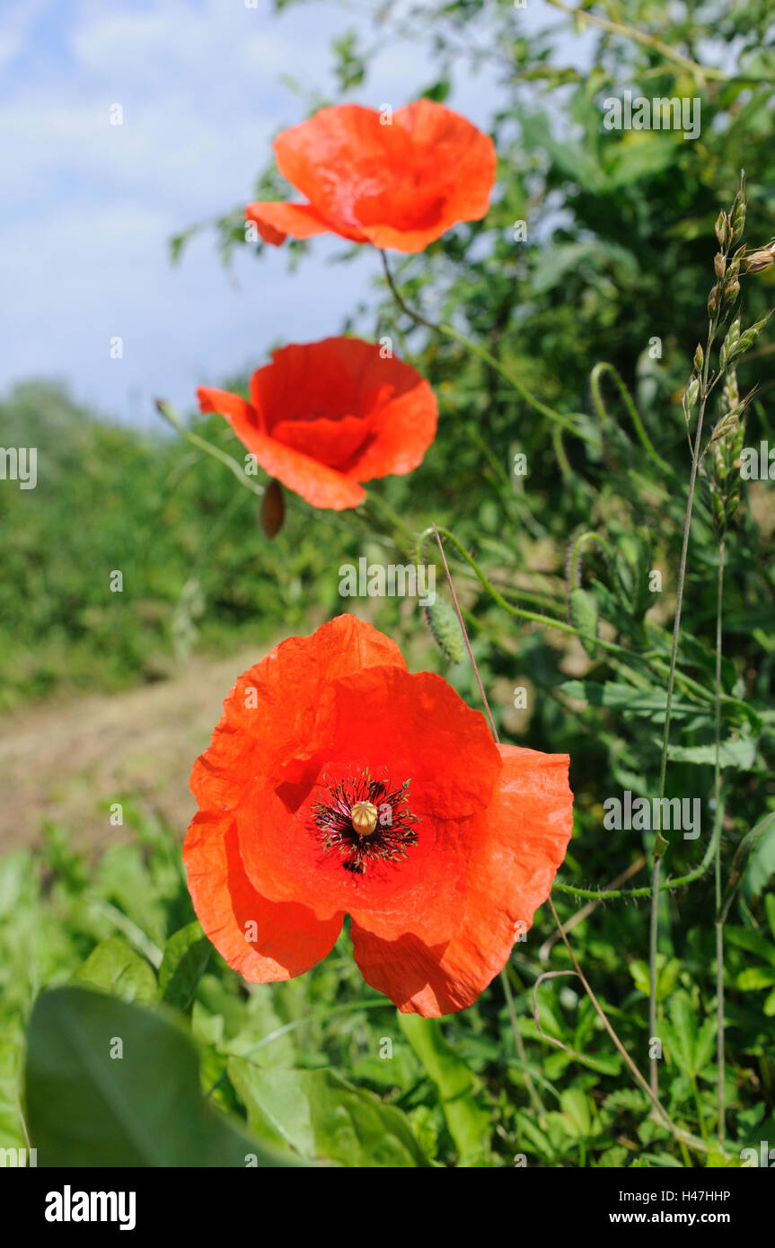 Fire poppy seed hi-res stock photography and images - Alamy