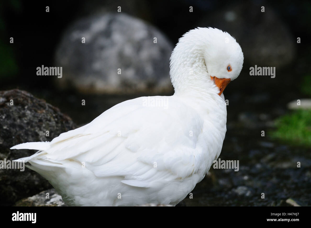 Goose side view hi-res stock photography and images - Alamy