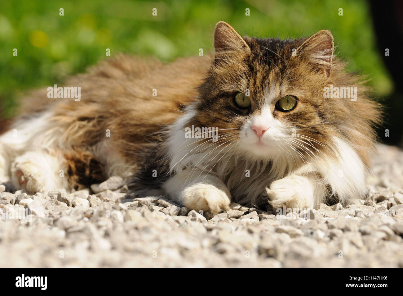 House cat, Felis silvestris catus, street, side view, lie, view in the ...
