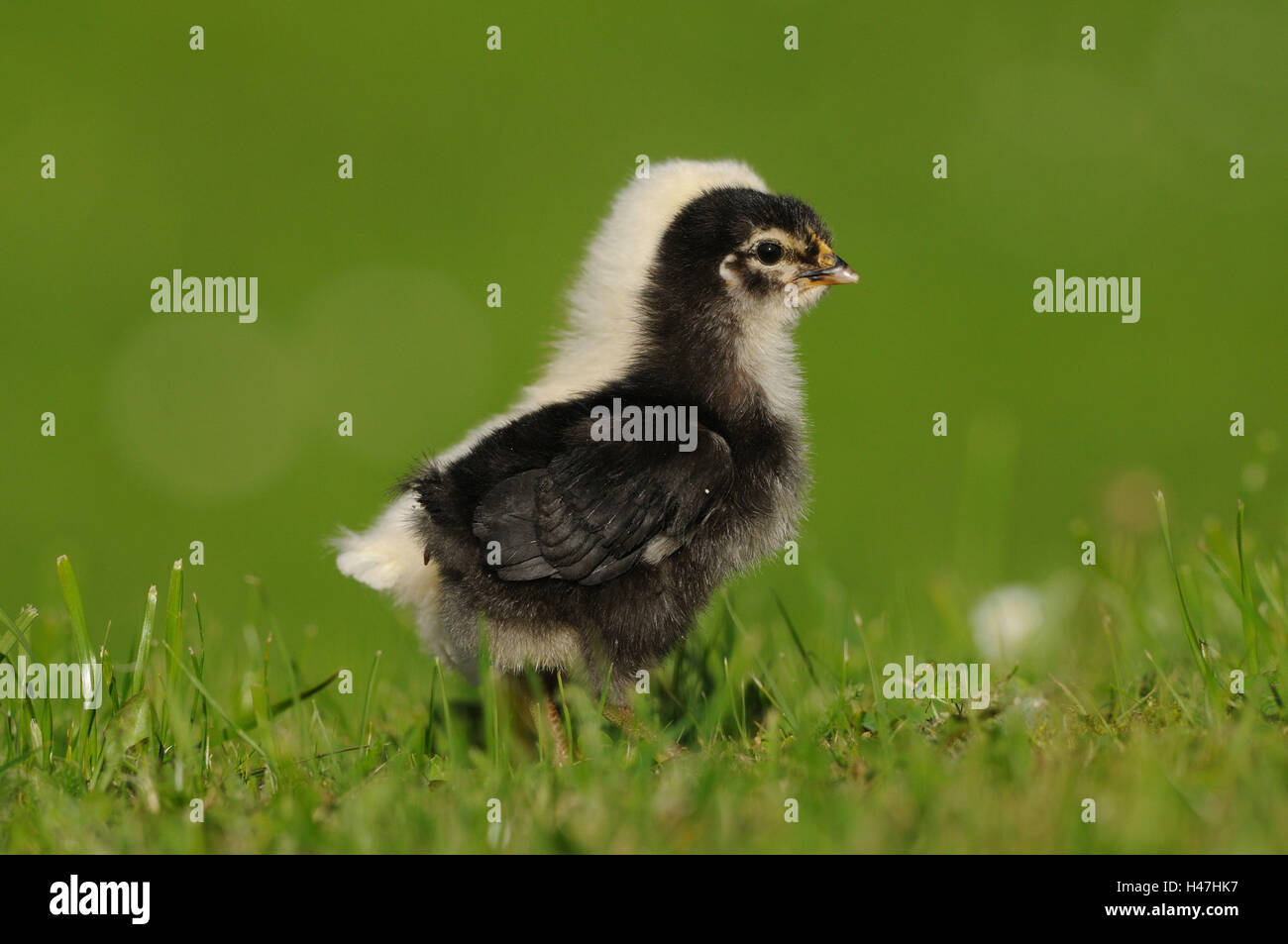 Chicken, Gallus gallus domesticus, chick, side view, standing Stock ...