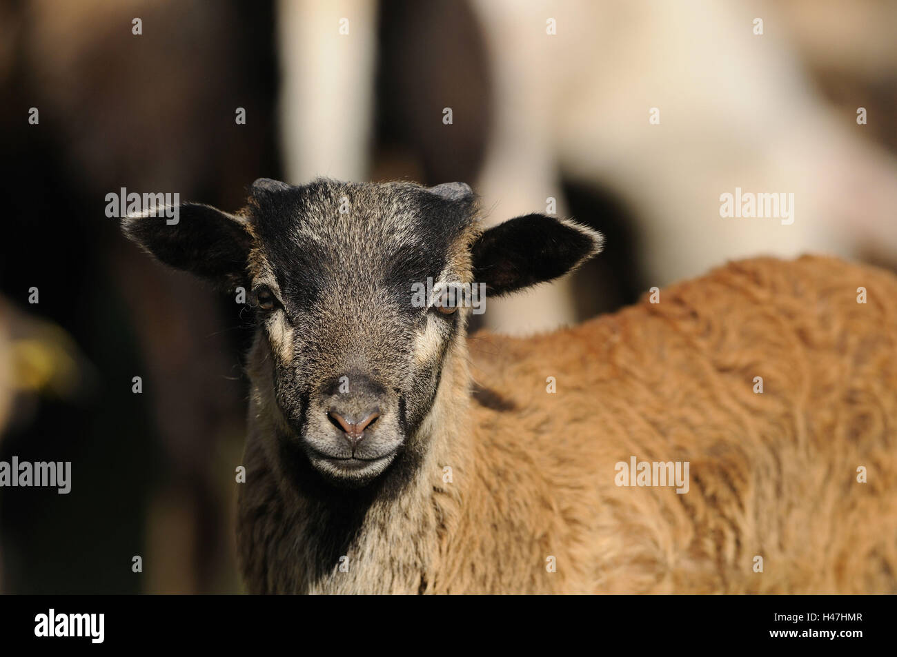 Single Foreground Sheep High Resolution Stock Photography and Images ...