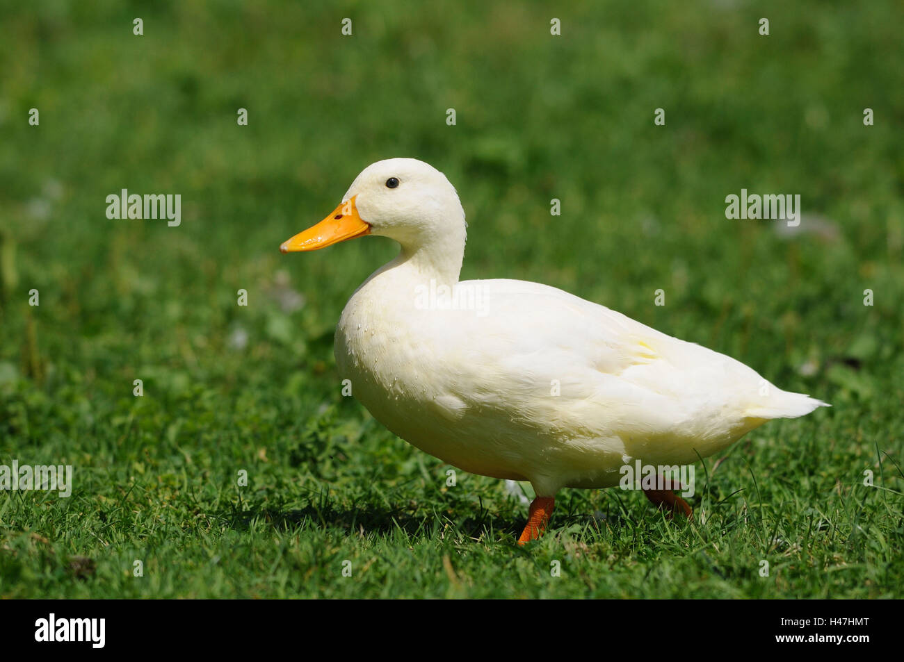 Peking duck, meadow, side view, walking Stock Photo - Alamy