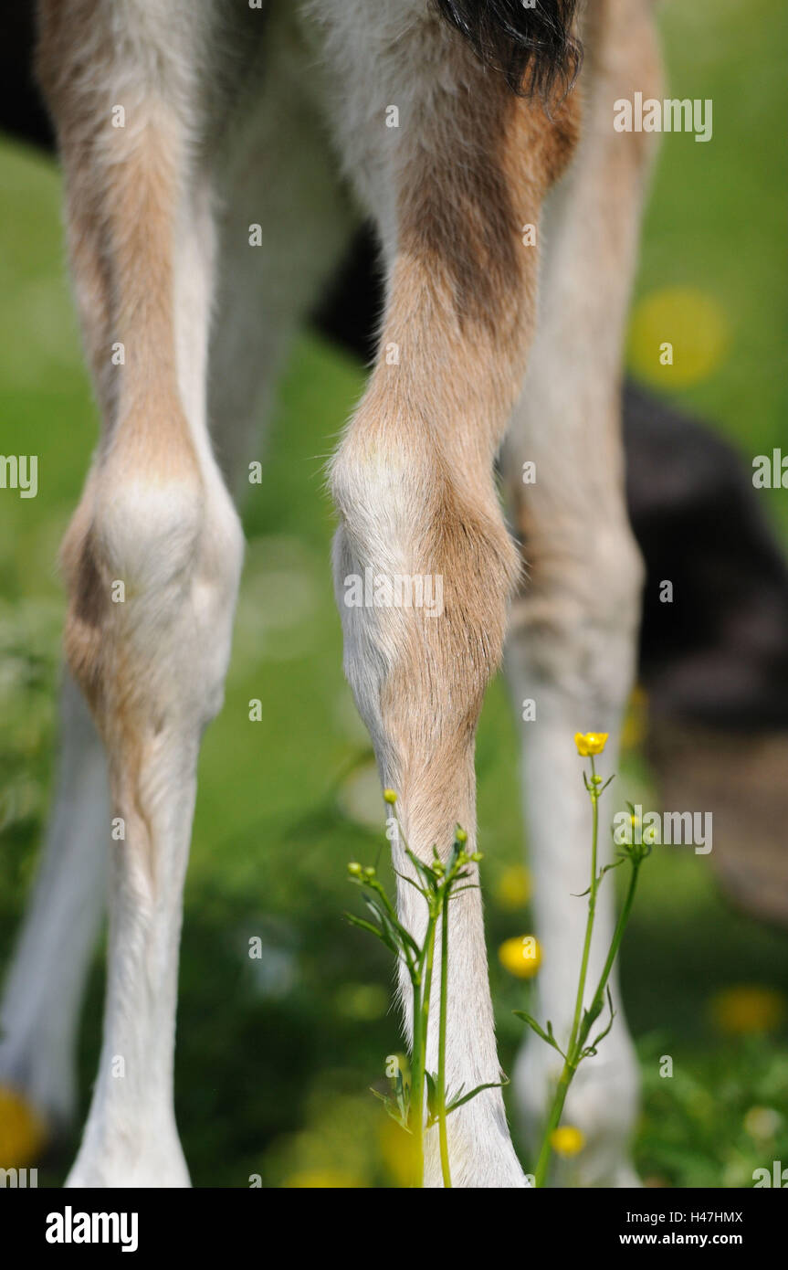 Welsh Pony, foal, legs, front view, standing Stock Photo - Alamy
