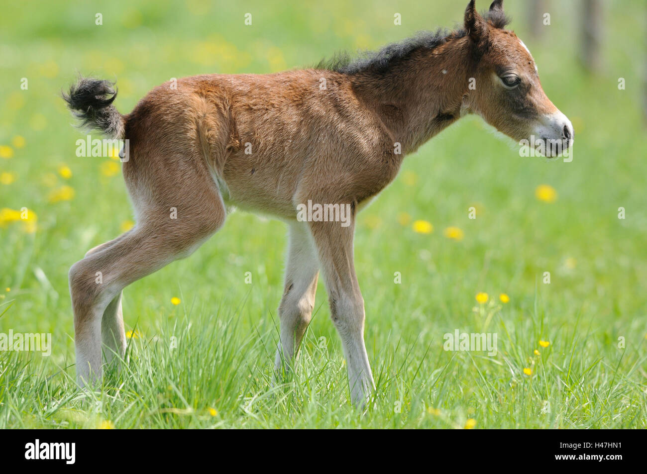 Welsh Pony, foal, side view, standing, flower meadow Stock Photo - Alamy