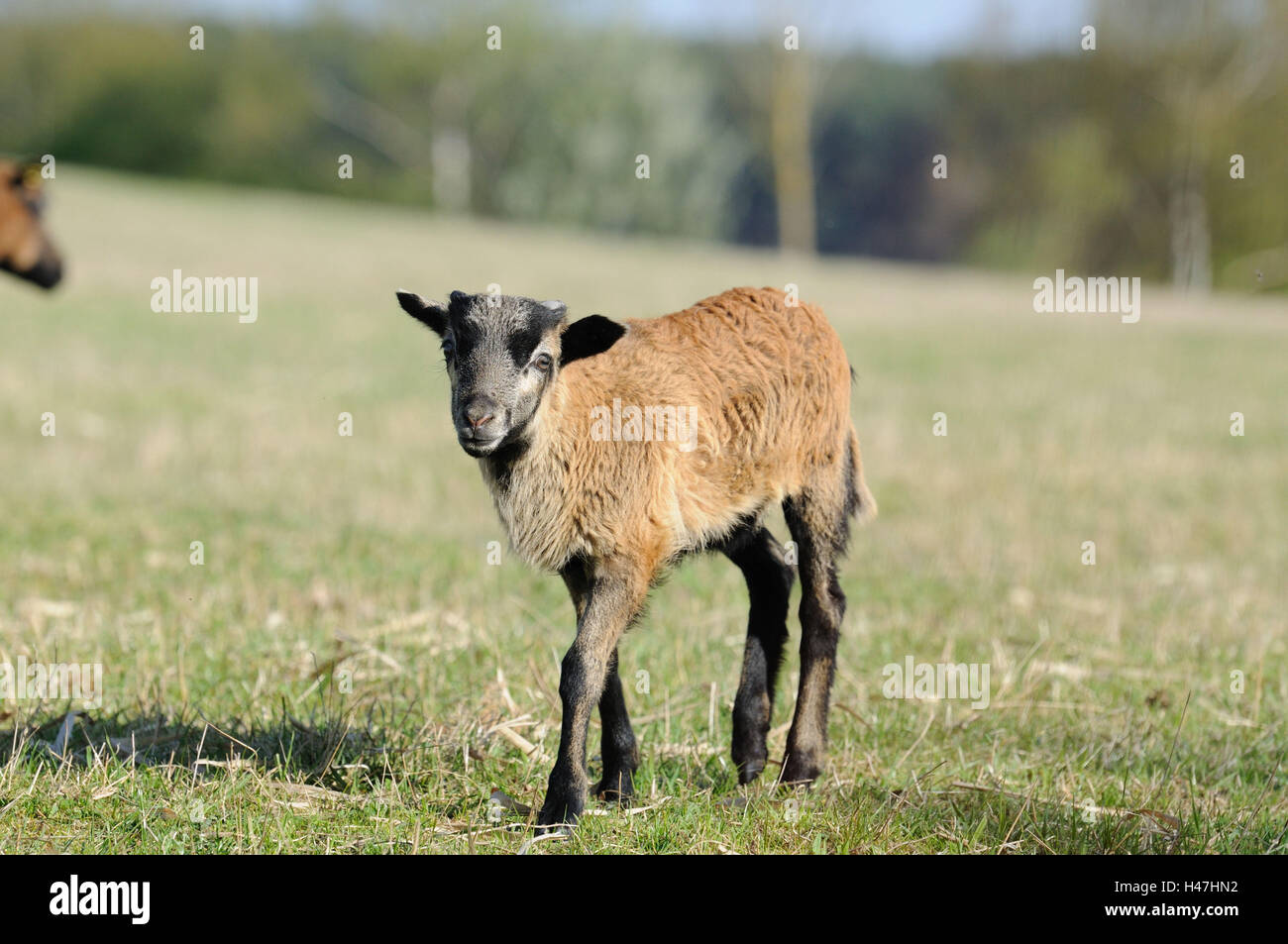 Cameroon sheep, lamb, front view, standing, meadow, Looking at camera ...