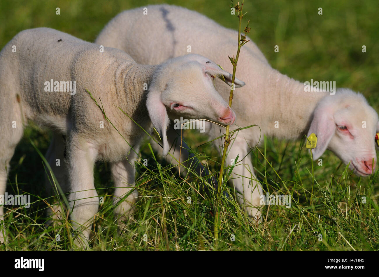 Domestic sheep, Ovis orientalis aries, lambs, side view, standing ...