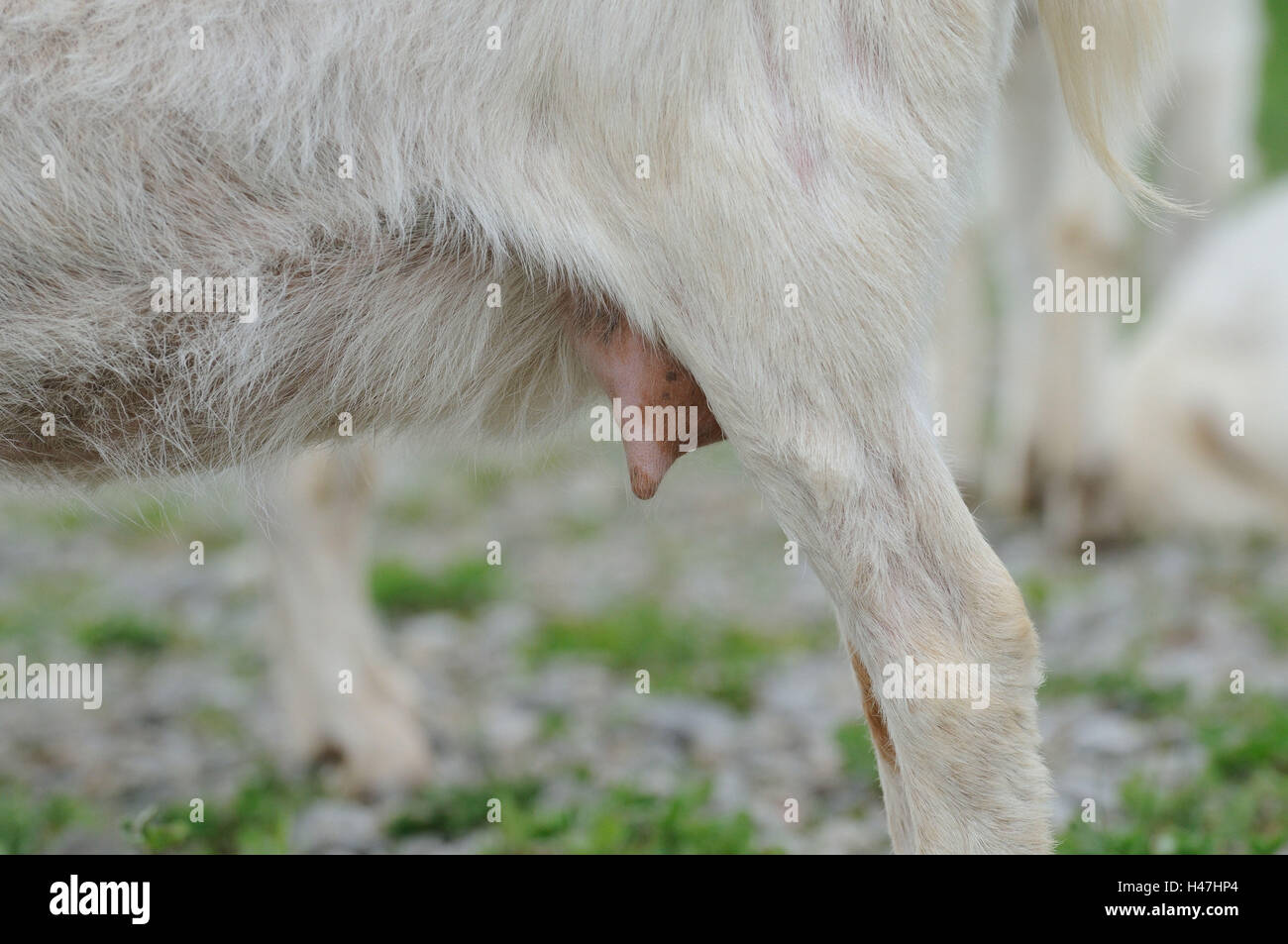 Female boer goats hi-res stock photography and images - Alamy