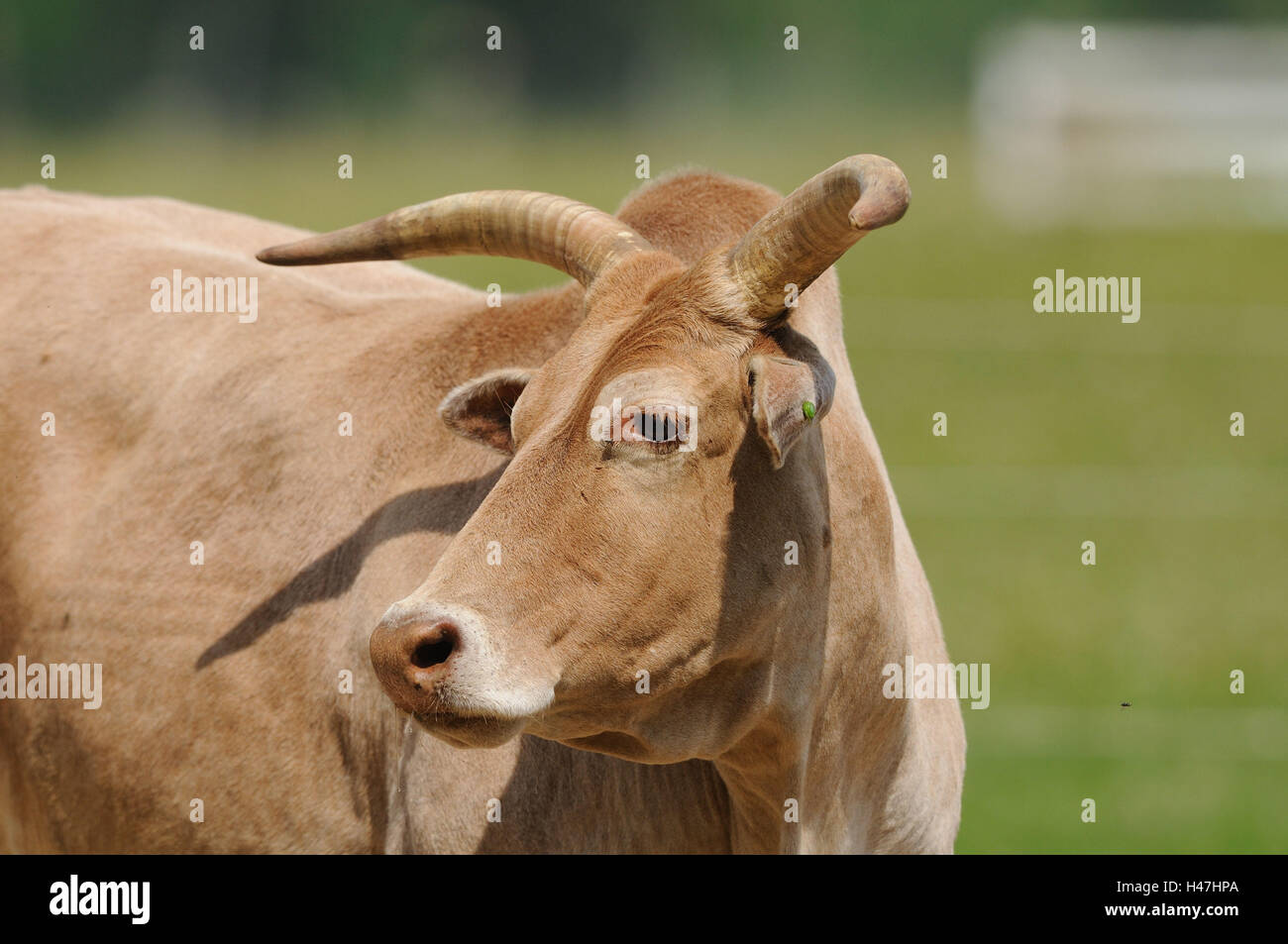 Domestic cattle bos hi-res stock photography and images - Alamy