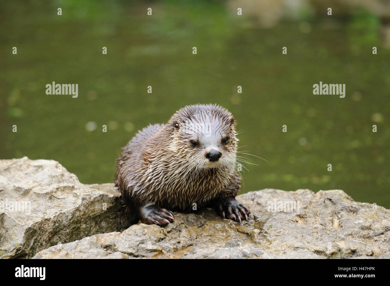 Northern river otter, Lutra canadensis, rock, front view, lying ...