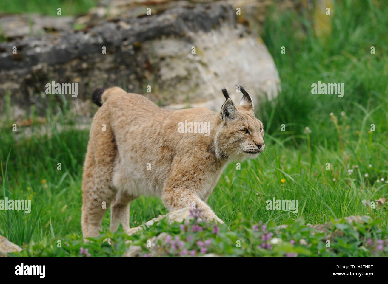 Eurasian lynx, Lynx lynx, meadow, side view, running Stock Photo - Alamy