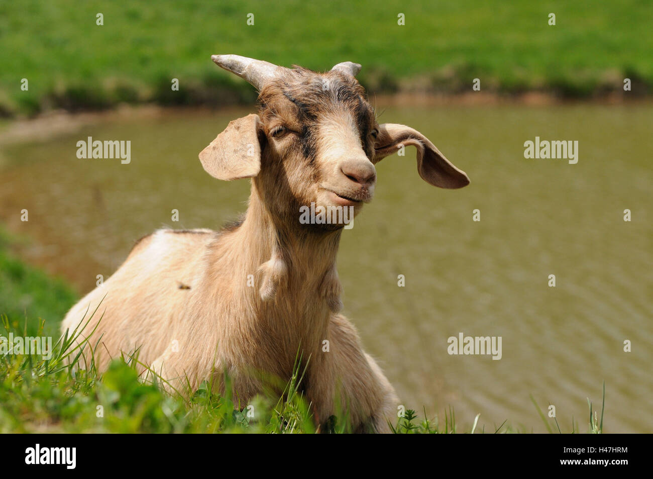 Domestic goat, Capra aegagrus hircus, side view, lying, meadow, shore ...