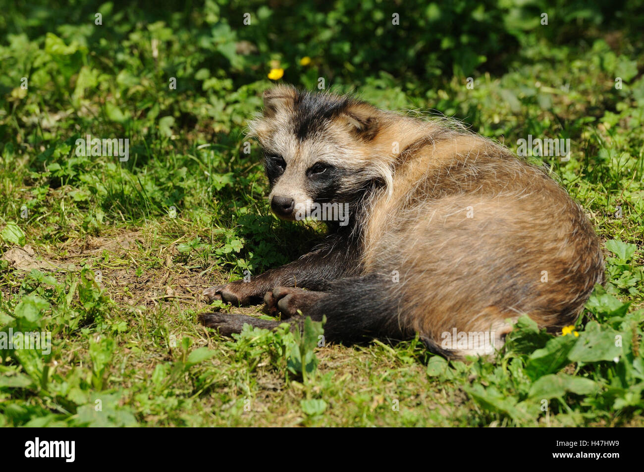 Raccoon dog, Nyctereutes procyonoides, meadow, side view, lying Stock ...